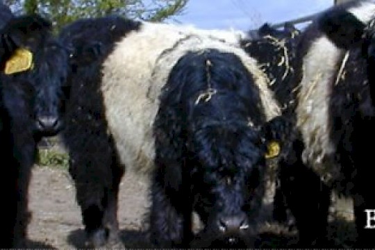 Sustainable Brampton